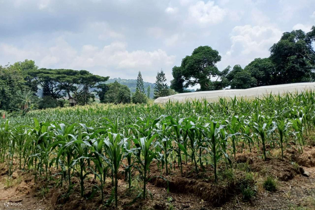 Cebu Farm Life Tour - Klook Philippines