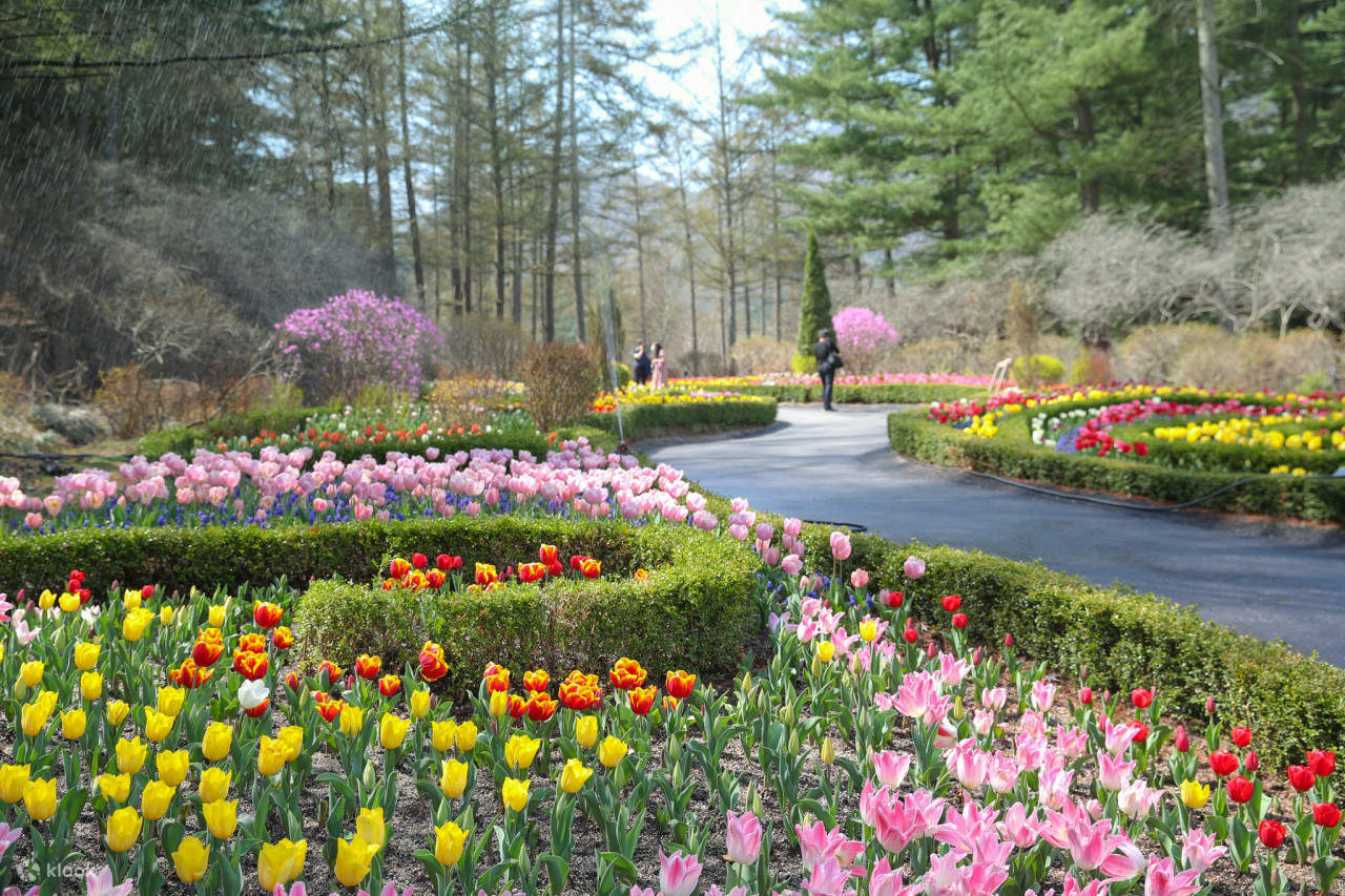Begonia Garden-Petite&Italian Village-Jara Island Cherry Blossoms ...