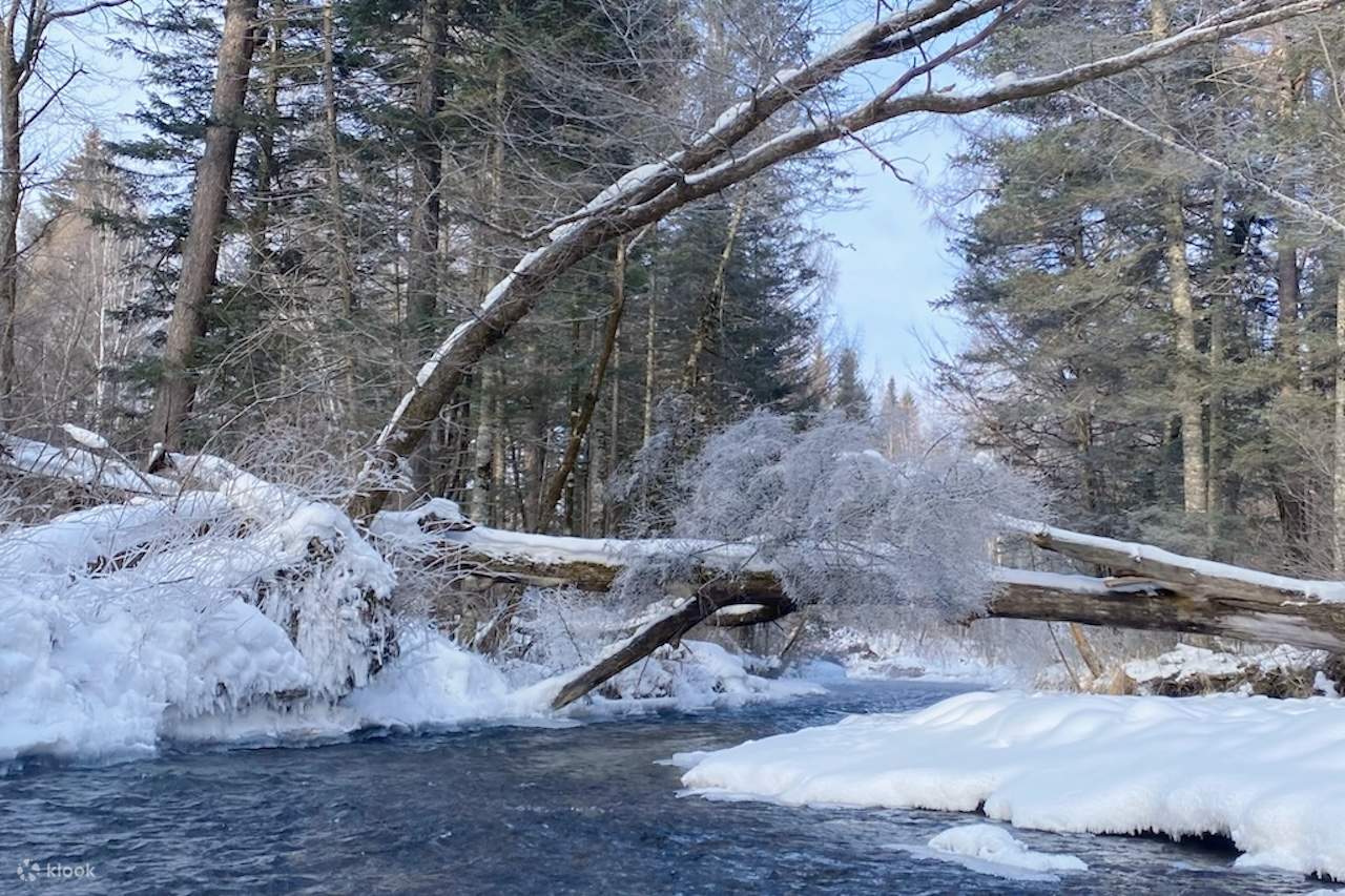 Snow Forest Wonderland Rime Drifting A Collision of Ice and Snow ...
