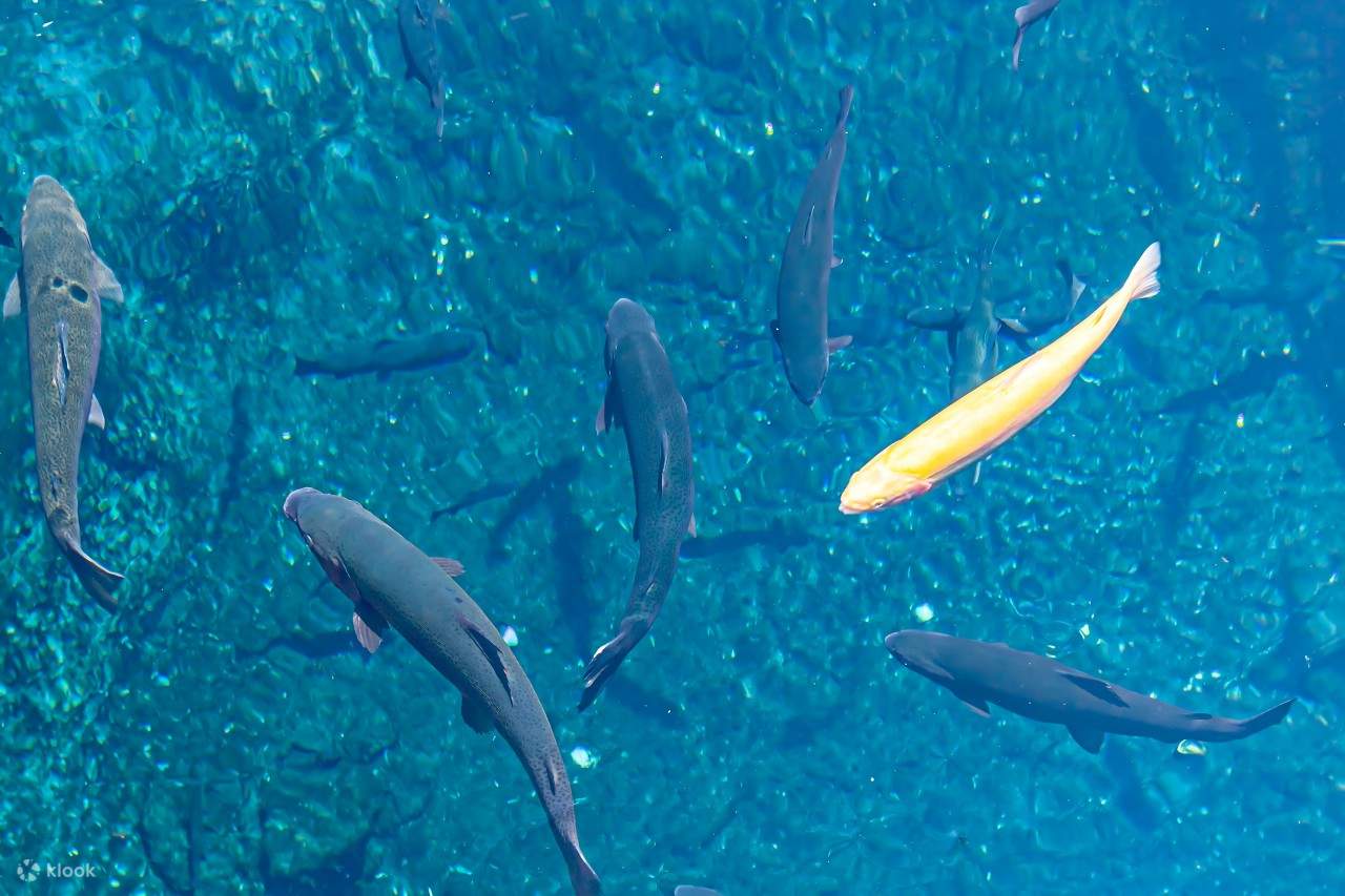 Mount Fuji Magnificent Day Tour from Tokyo - Klook Singapore