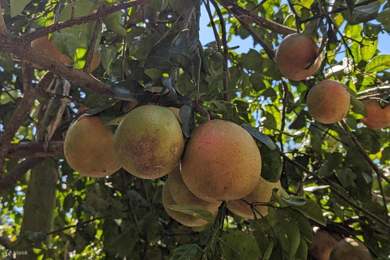 Private Forage for an Outback Gourmet Feast & Sightseeing Day Tour ...