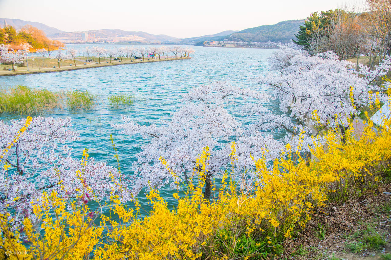 Gyeongju Cherry Blossom Festival One day Tour from Busan - Klook