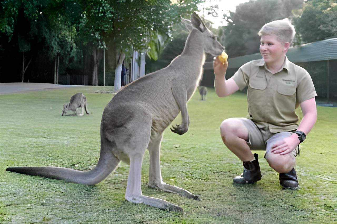 Australia Zoo Transfer and Entry Adventure - Klook