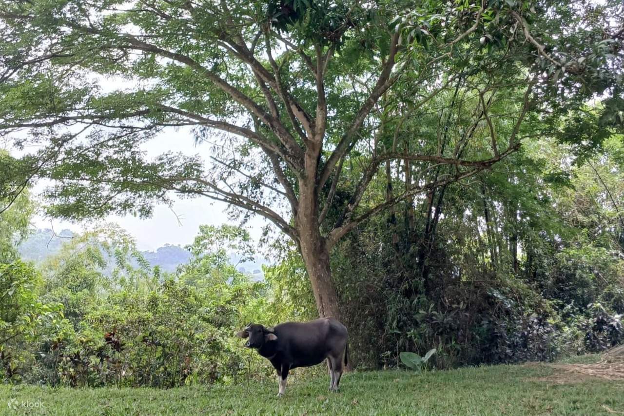 Cebu Farm Life Tour - Klook Philippines