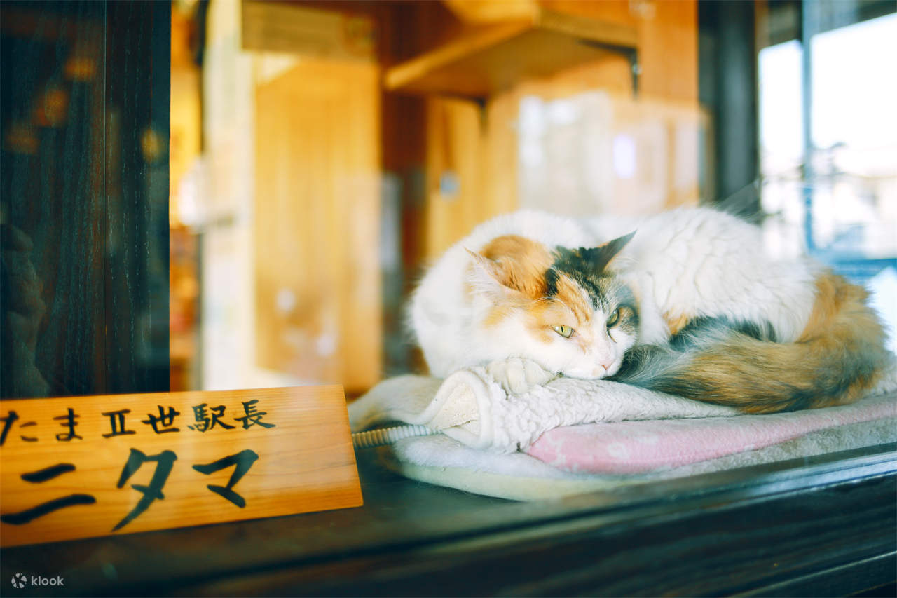 Wakayama Castle, Kisii Temple, Kuroshio Market, Kishi Station Cat ...
