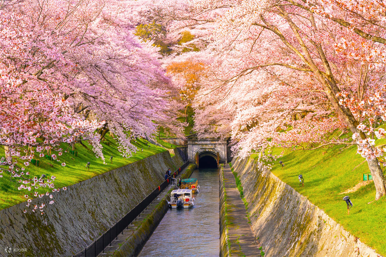 Cherry Blossom Season Only - Kansai Miho Museum/Omihachiman & Mitsui ...