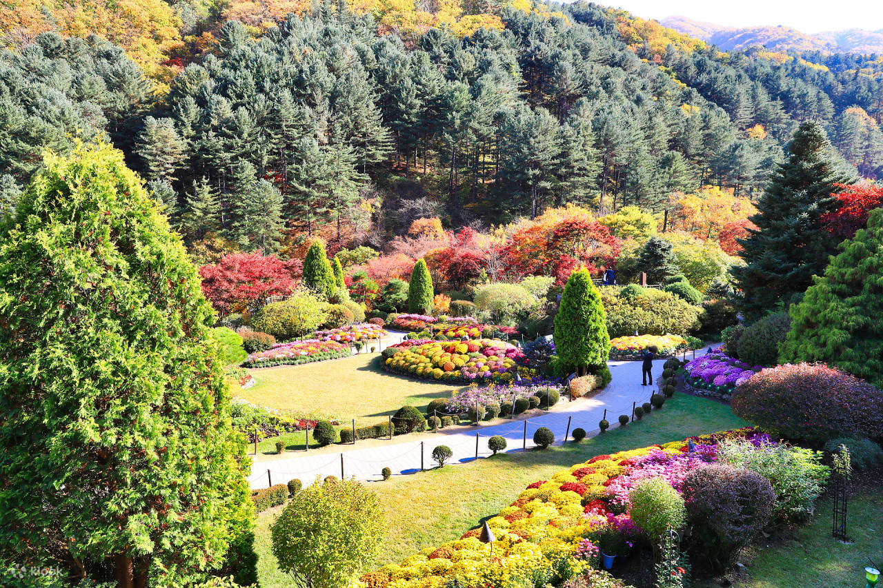 Begonia Garden-Petite&Italian Village-Jara Island Cherry Blossoms ...