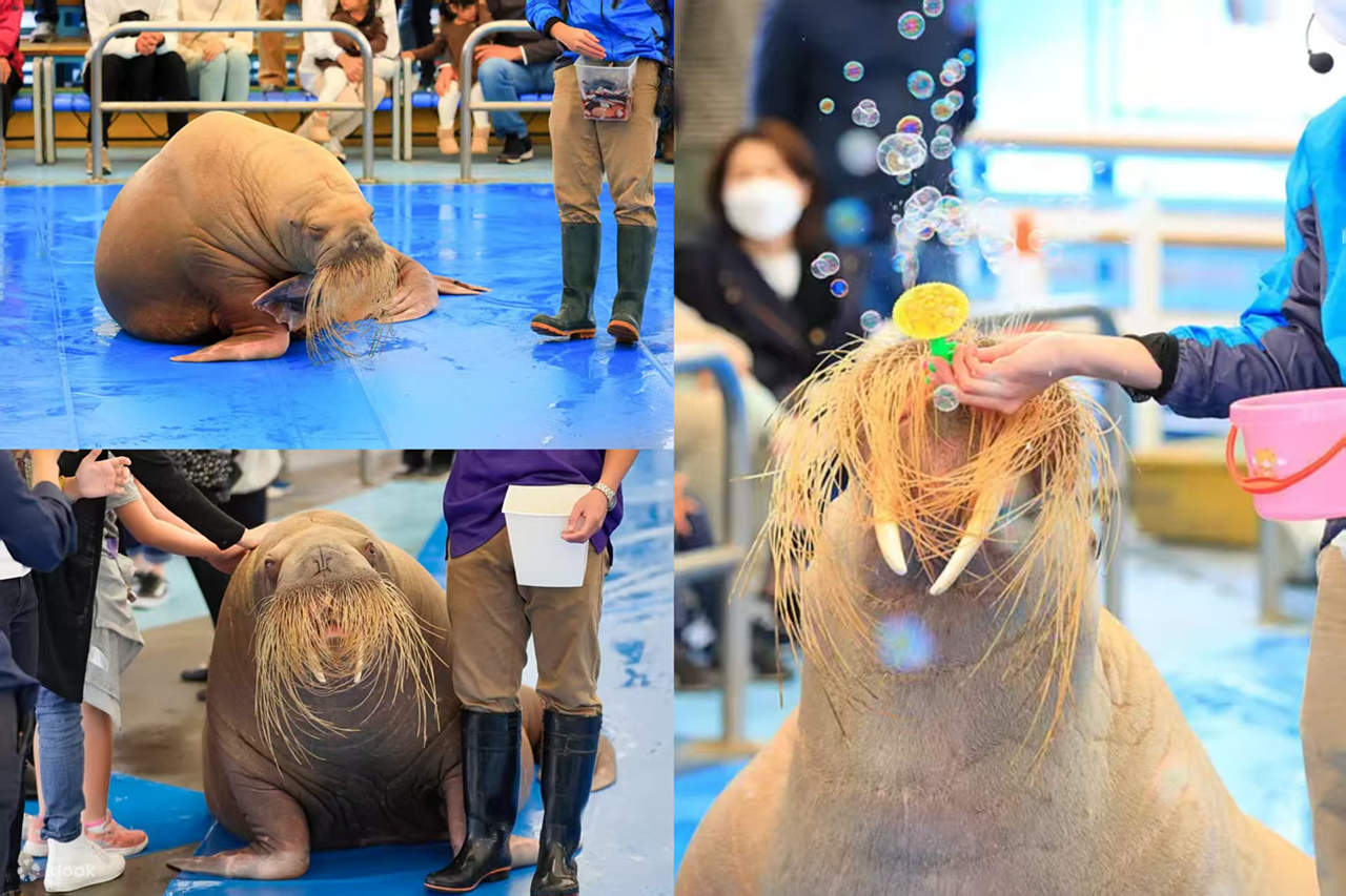 [Nagoya Family Trip] Toba Aquarium: Adorable Marine Life or Mikimoto ...