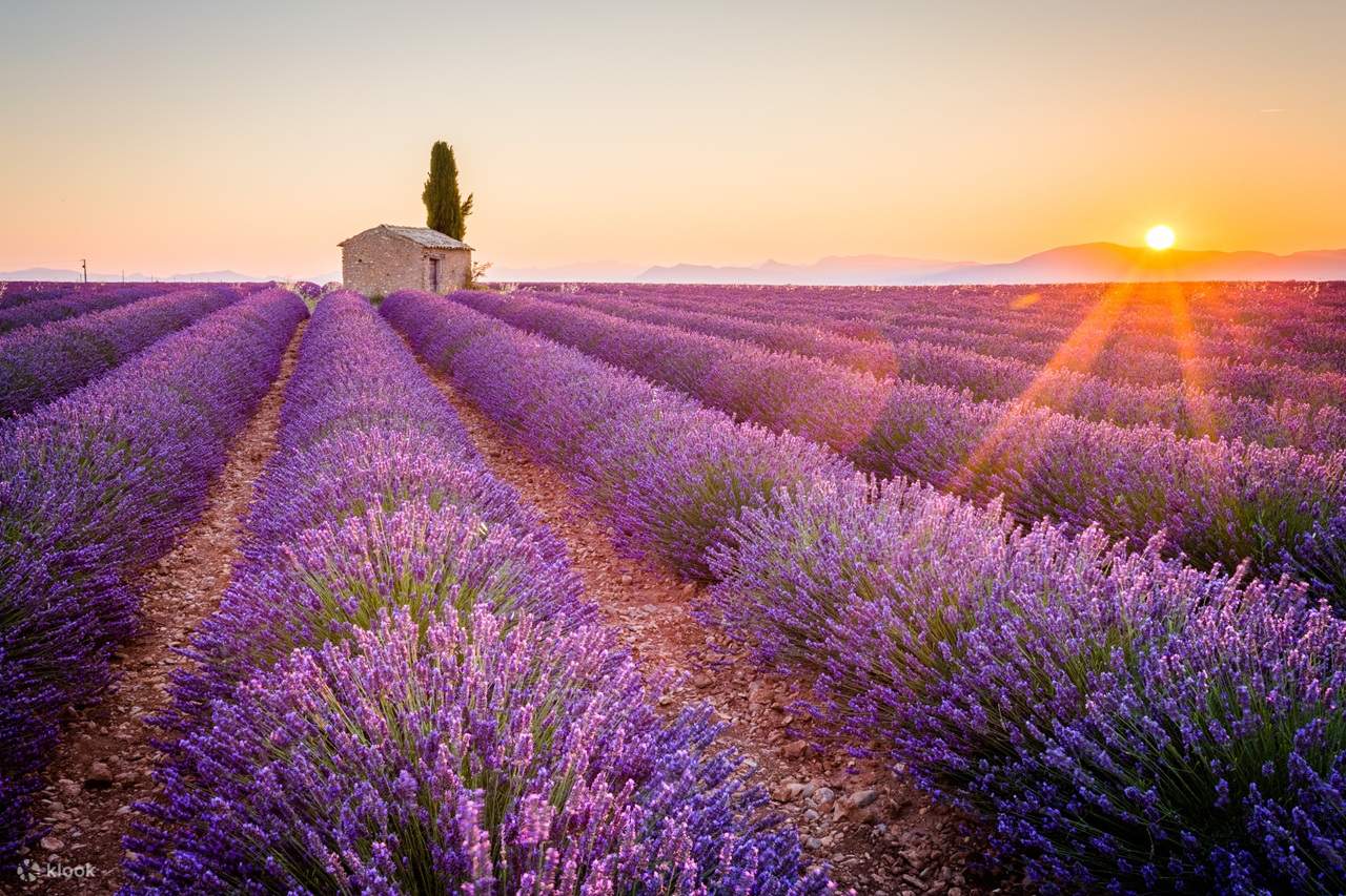 Private Tour to the Lavender Fields & Verdon Gorge Scenic Adventure ...