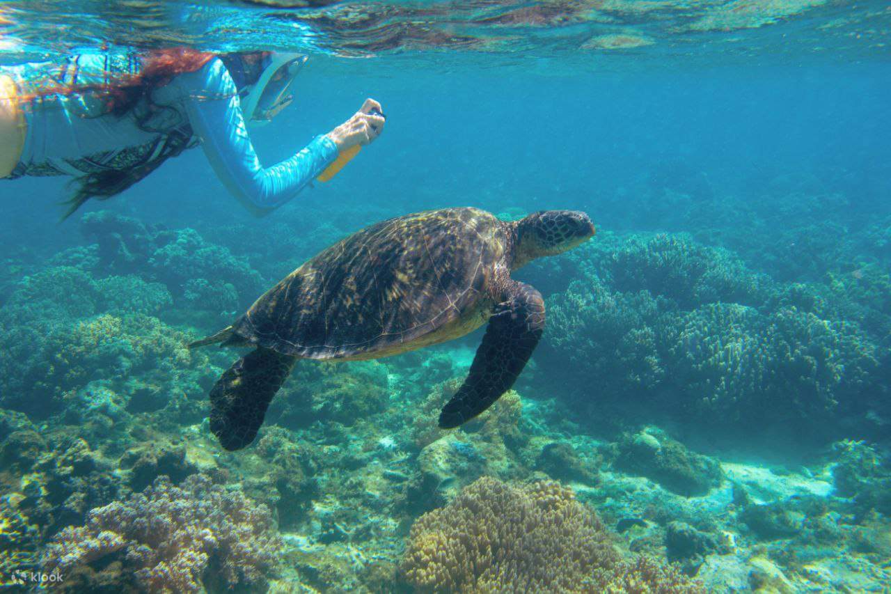 Experience Dolphin Watching, Island Hopping, and Snorkeling with Fish ...
