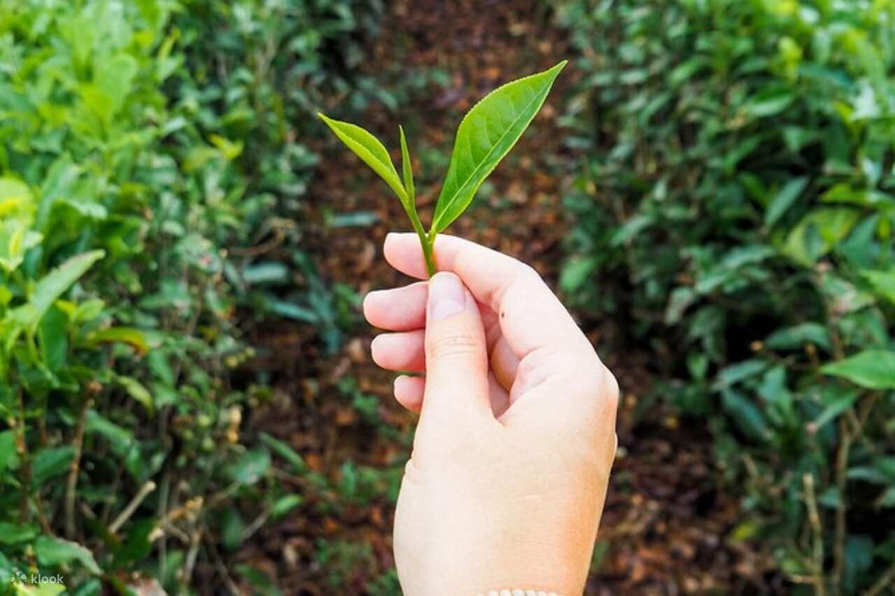 Discover Mauritius: The Tea, Rum, and Vanilla Route with Lunch and Pick ...