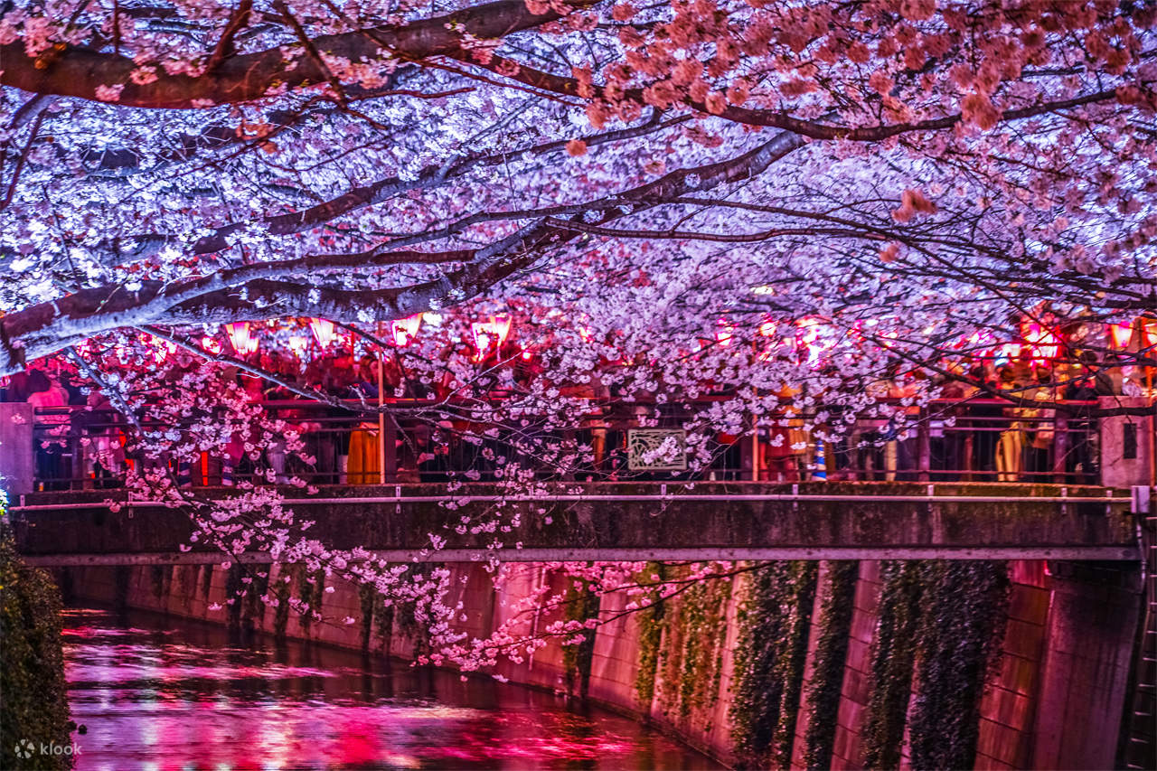 Cherry Blossom Season Exclusive - Night Cherry Blossoms・Tokyo Cherry ...