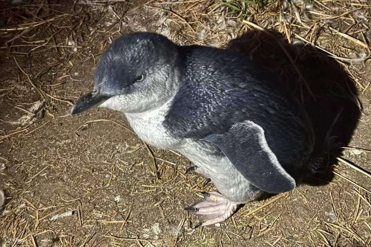 Melbourne: Penguin Parade, Koalas & Kangaroos Brighton Boxes Tour ...