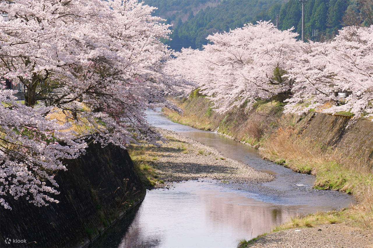 Cherry Blossom Season Only - Kyoto Fushimi Inari Shrine/Ten-Shoku Boat ...