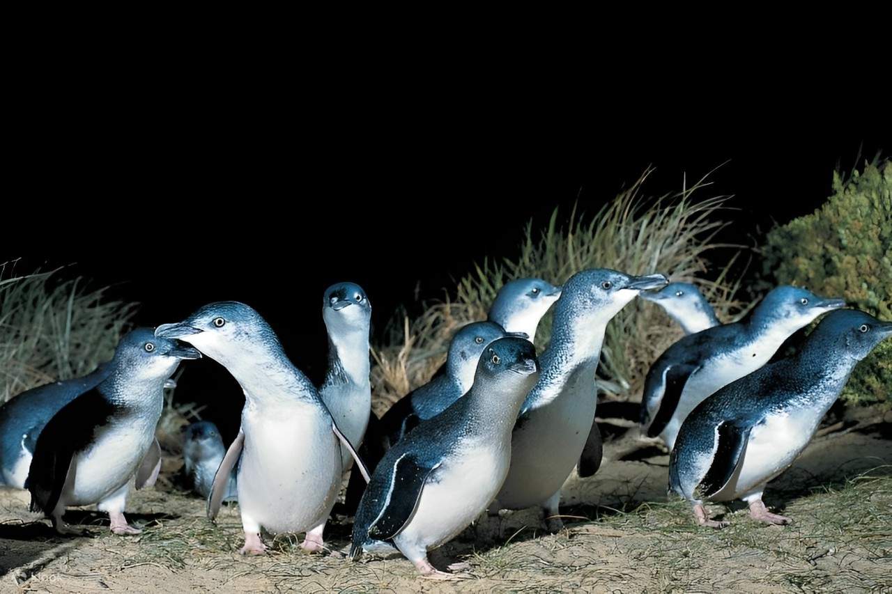 5 Days 4 Nights Melbourne Victoria Scenic Tour - Klook United States