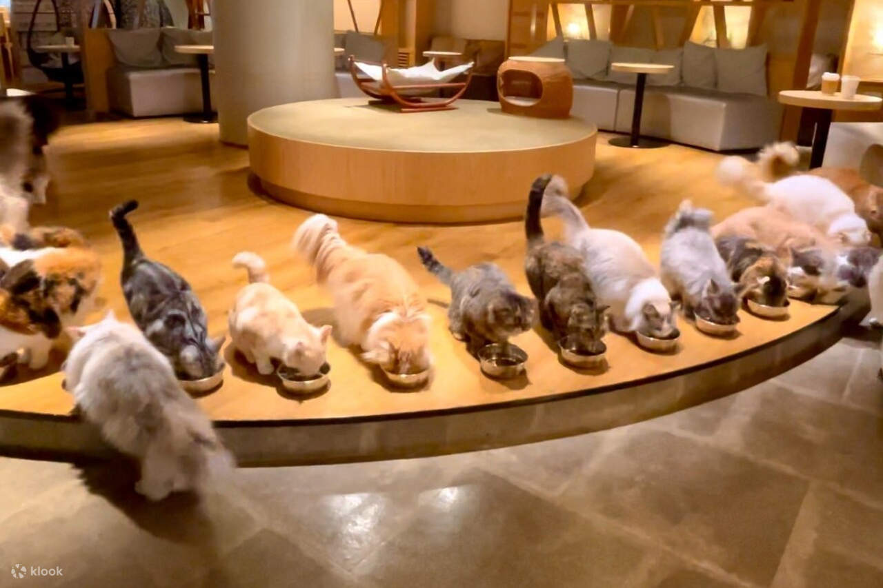 Gotokuji Cat temple, Shinjuku Cat cafe and 3D Cat tour (Tokyo) - Klook