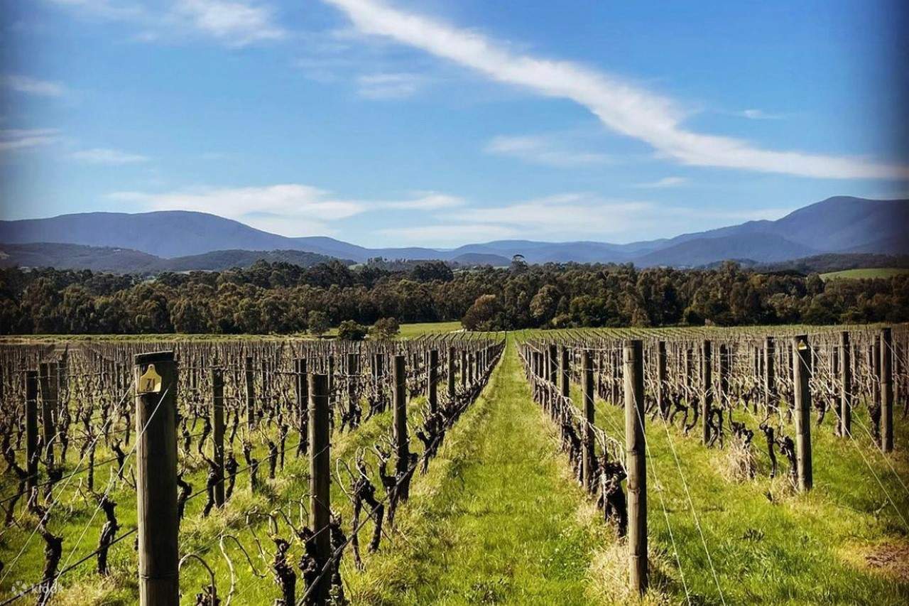 Yarra Valley Tour with Chandon, Chocolates and Kangaroos - Klook Hong Kong