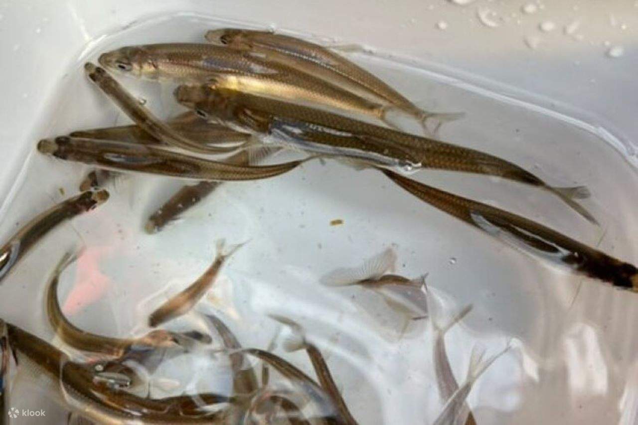 Hokkaido Powder Belt 5-Day Tour & Smelt Fishing Experience on Lake ...