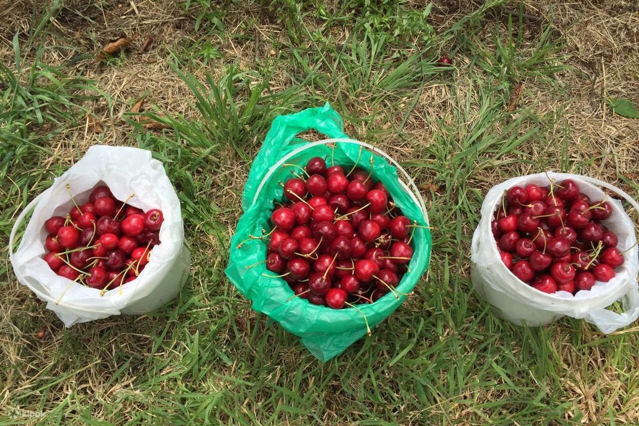 Melbourne Cherry Season Day Tour with Chinese Speaking Guide - Klook ...