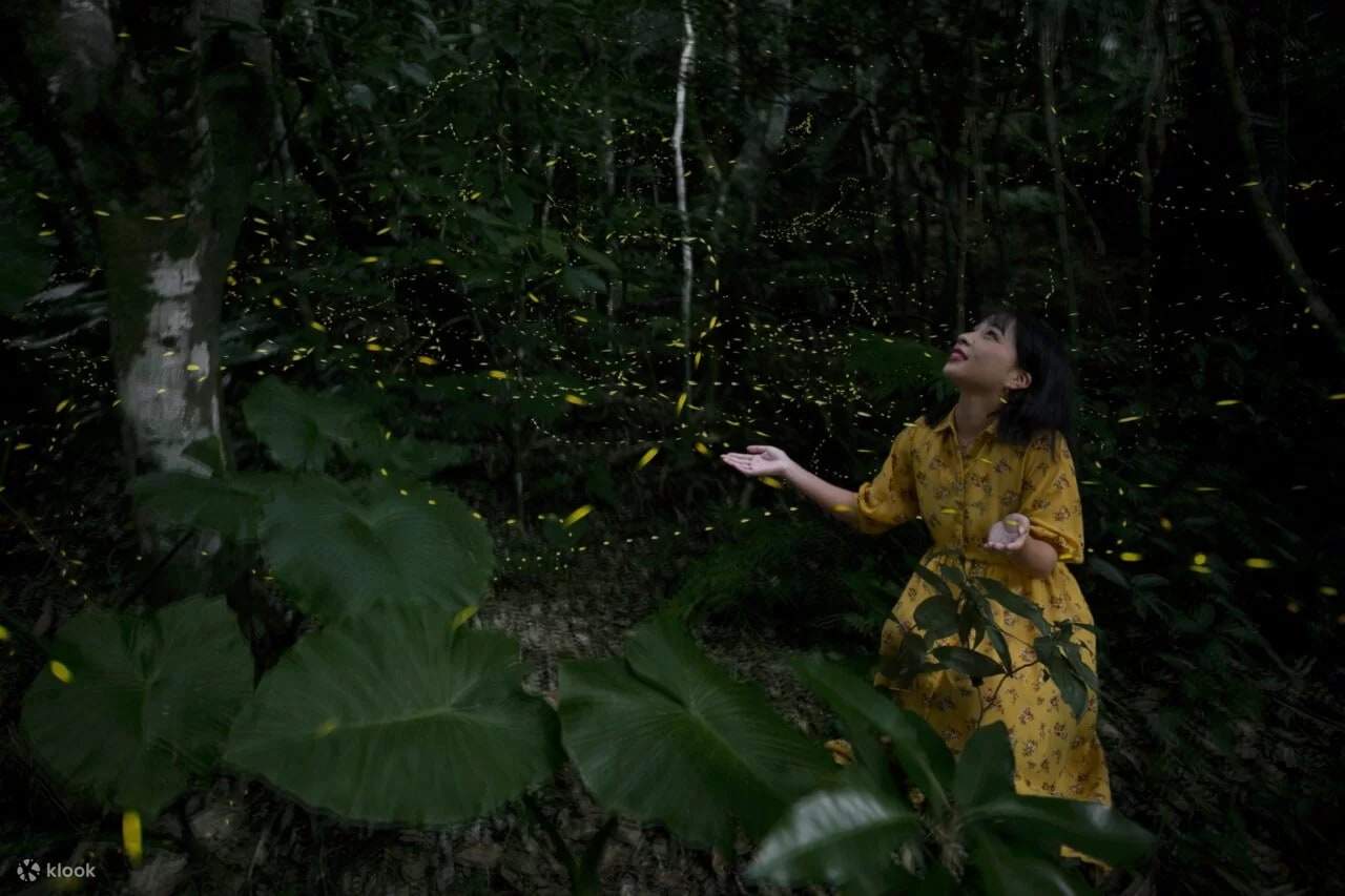 Ishigaki Island/Sunset Limited Time Yaeyama Firefly Viewing Tour ...