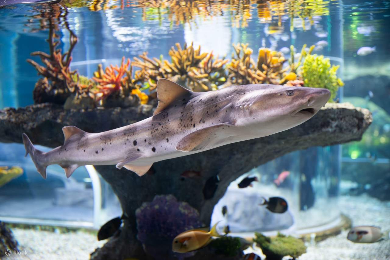 Busan SEA LIFE Aquarium / Brickman Admission Ticket - Klook