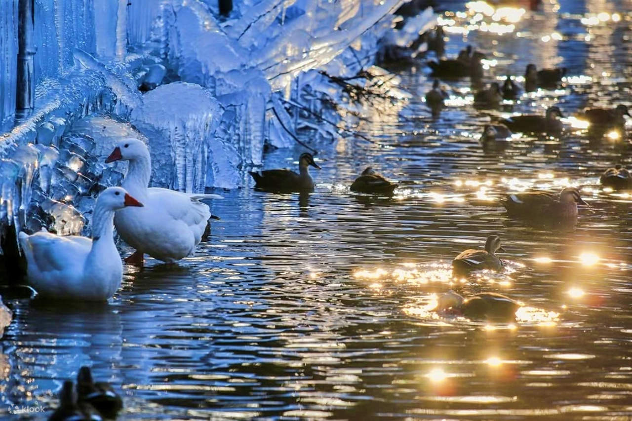 Frozen Kookmin Healing Park & Cheongsong Ice Valley Private Taxi Tour ...