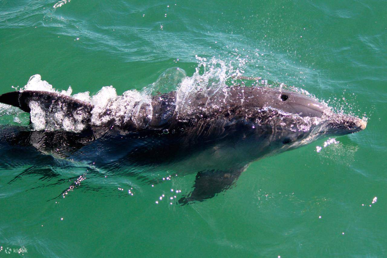 Port Stephens Day Tour from Newcastle - Klook