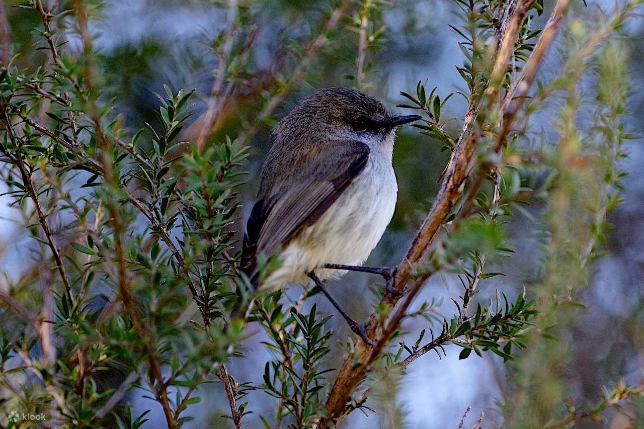 Tautari Wetland Highlights - Klook United States