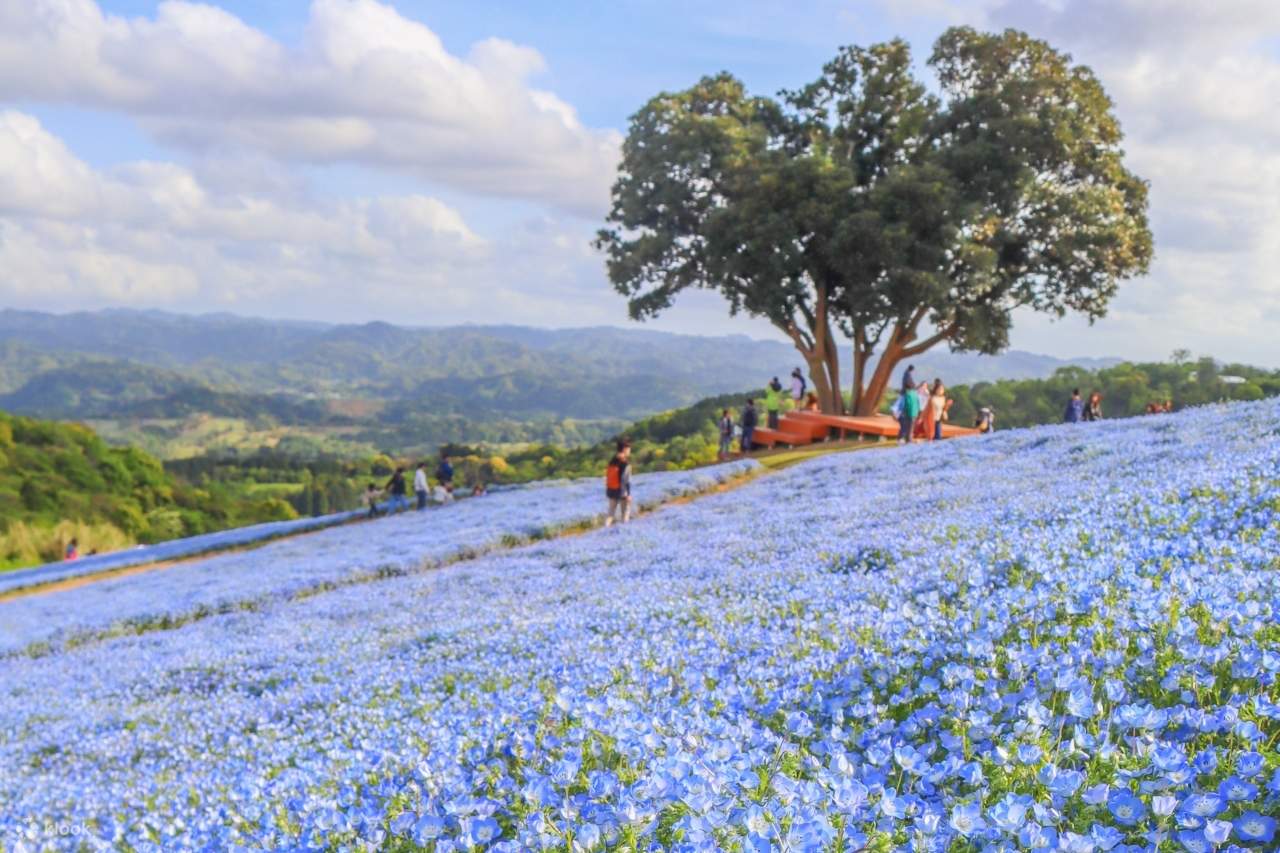 Tur Singgah Melihat Bunga di Ladang Induk Chiba dari Tokyo - Klook ...