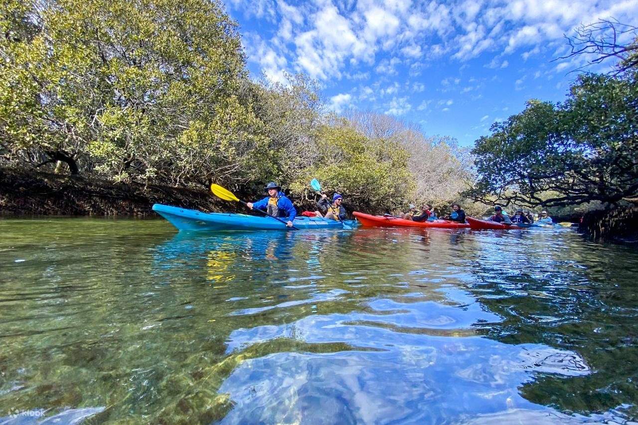 Dolphin Sanctuary Mangroves Kayaking Tour - Klook