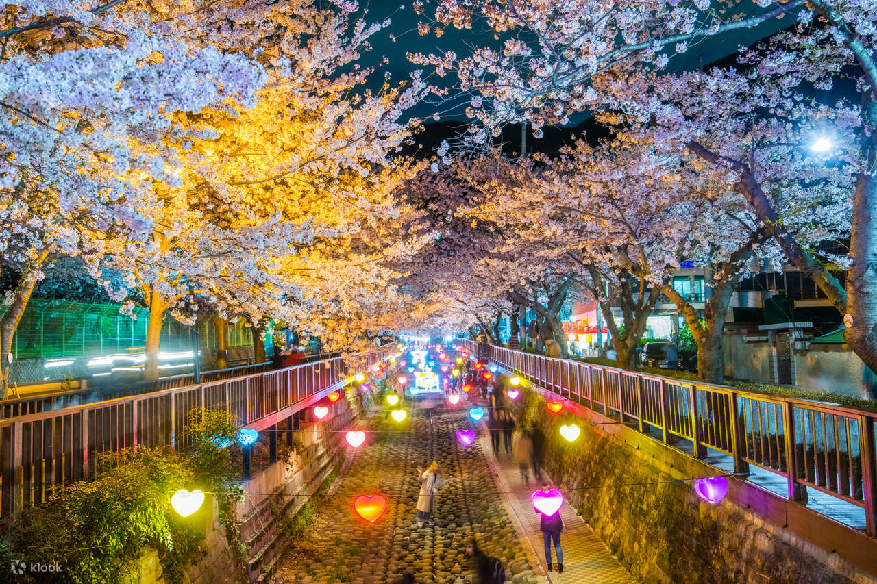 Jinhae Cherry Blossom Festival - Klook