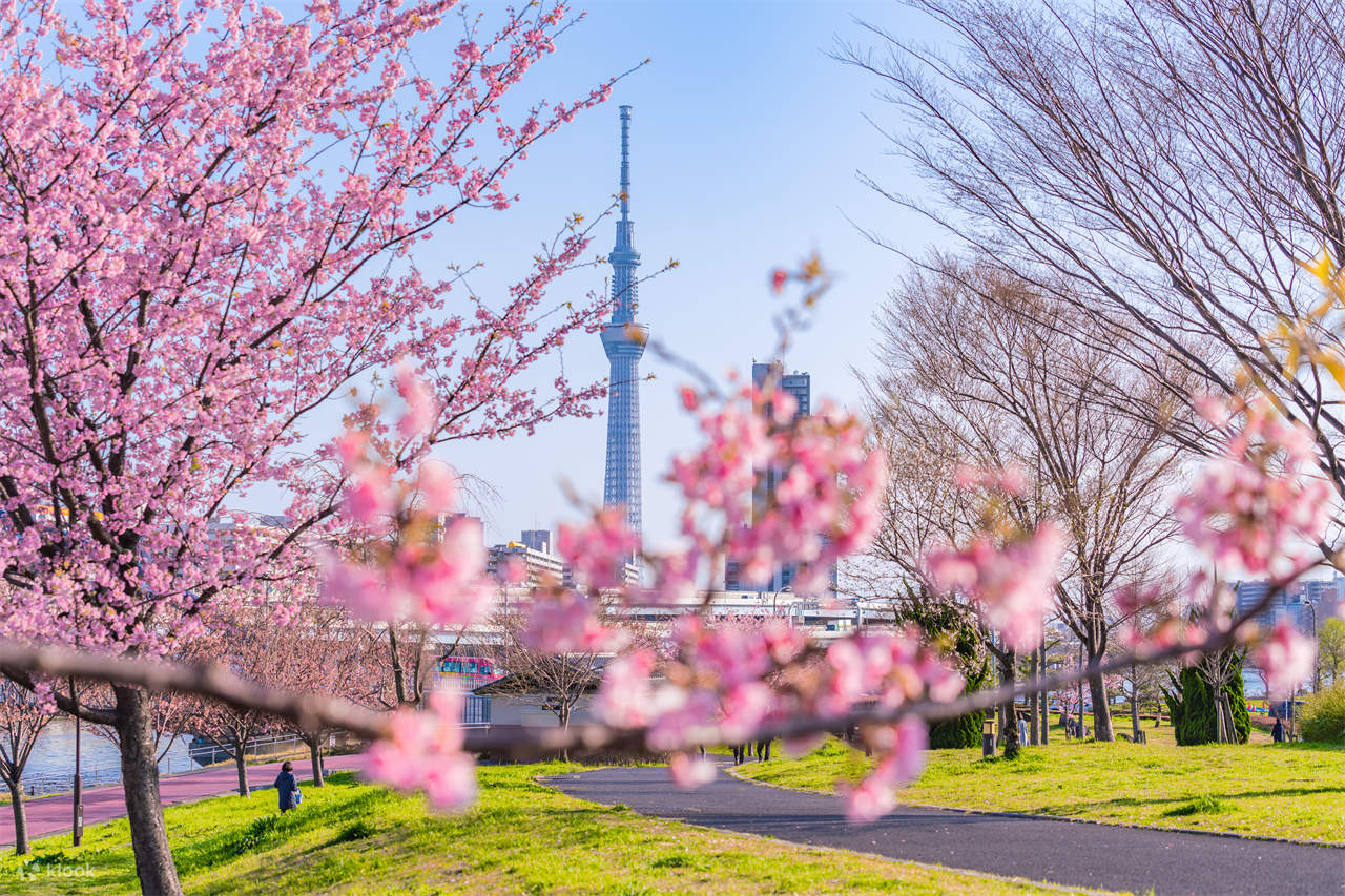 Shinjuku Gyoen & Chidorigafuchi & Ueno & Sumida River & Meguro River ...