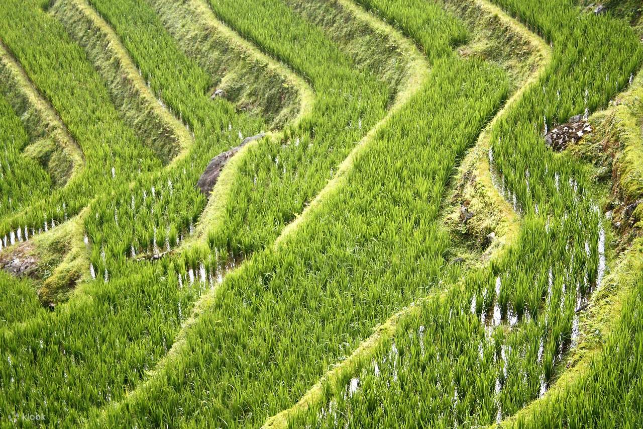 Longji Rice Terraced Fields and Minority Villages Tour with Transfer ...