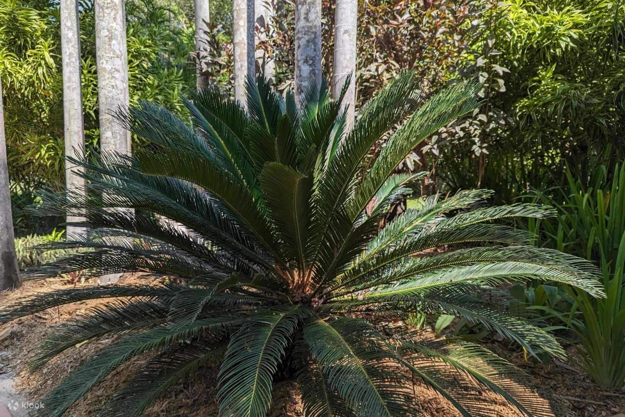 5-Hour Tropical Gardens Tour & Sightseeing - Klook Singapore