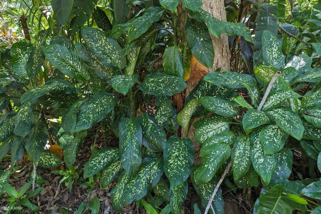 5-Hour Tropical Gardens Tour & Sightseeing - Klook