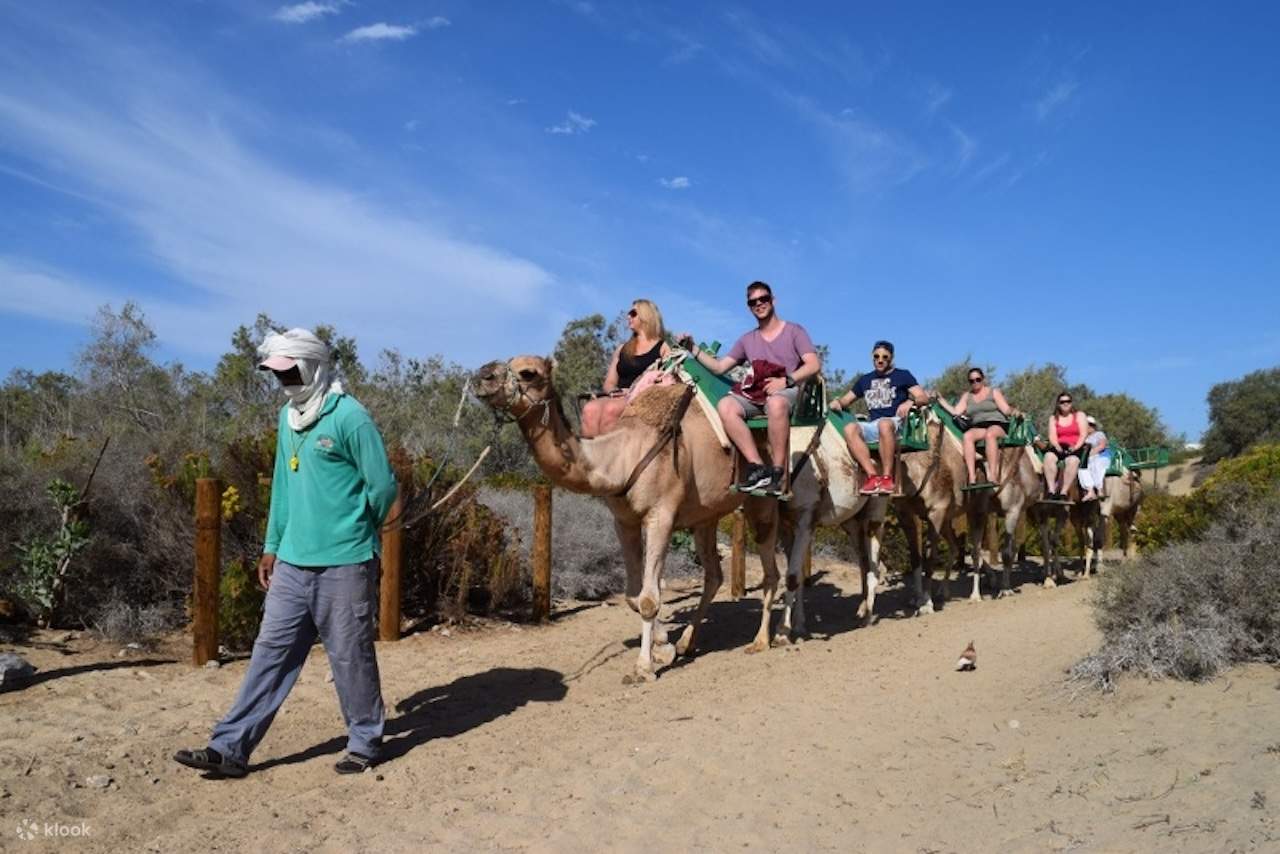 30-Minute Camel Ride in Maspalomas Dunes - Klook