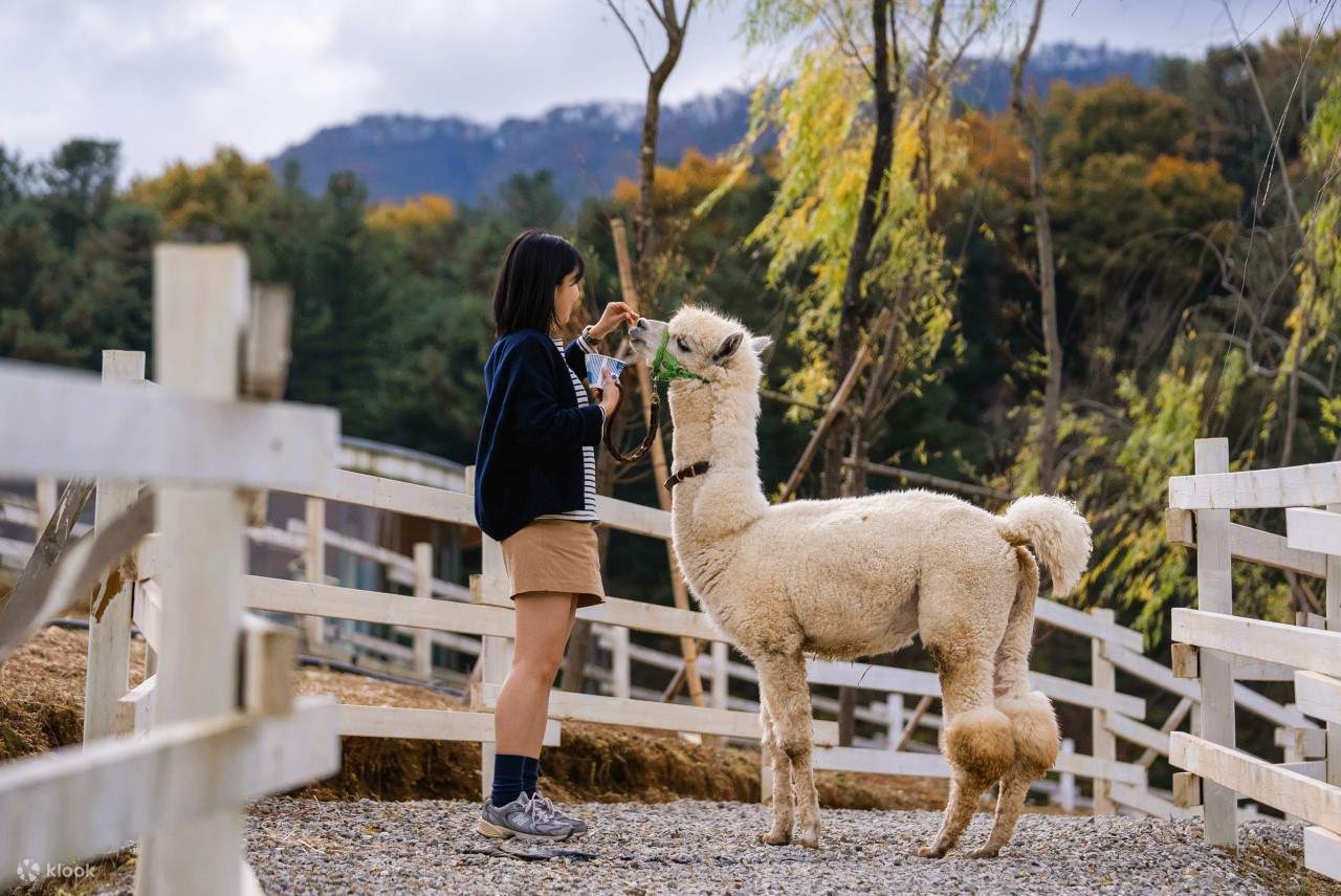 Gapyeong Sheep Farm & Eobi Valley & Strawberry Picking (With Lunch ...