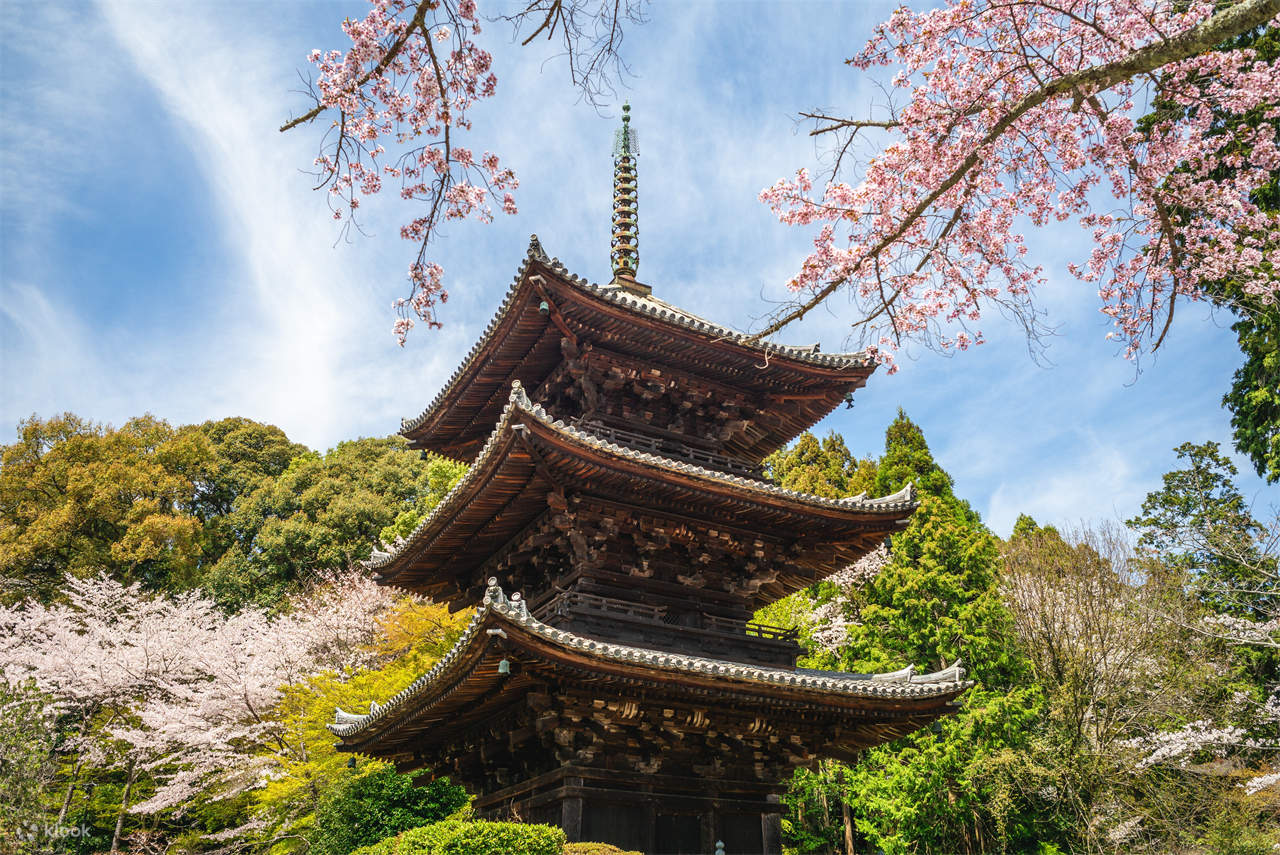Cherry Blossom Season Only - Kansai Miho Museum/Omihachiman & Mitsui ...