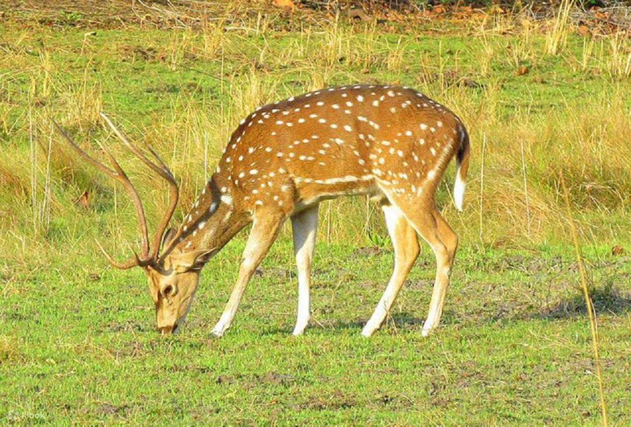Explore Chitwan National Park: 3-Day Tour from Kathmandu - Klook United ...