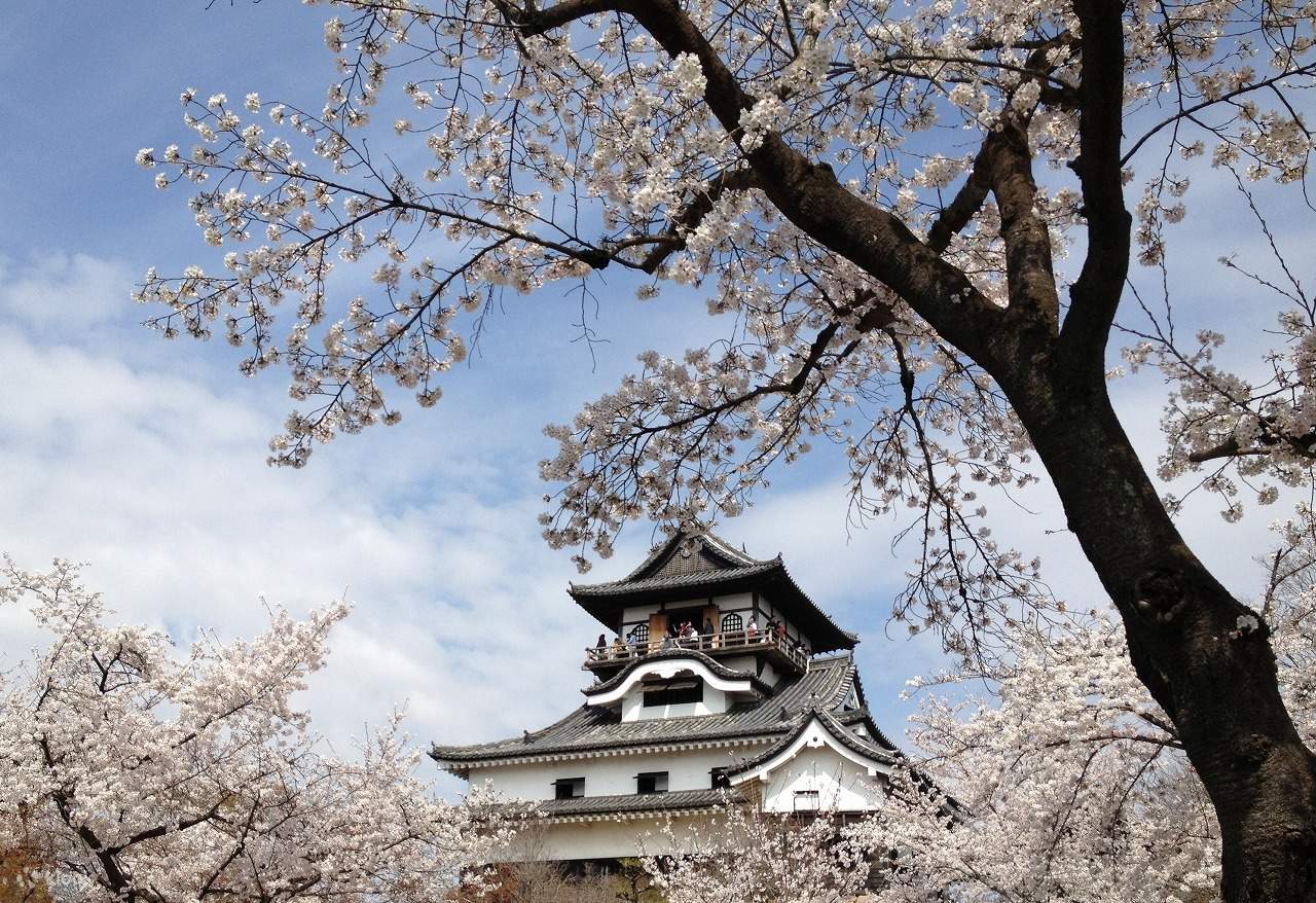 Amazing Sakura 1 Day Tour with Charter Train and Boat from Nagoya ...