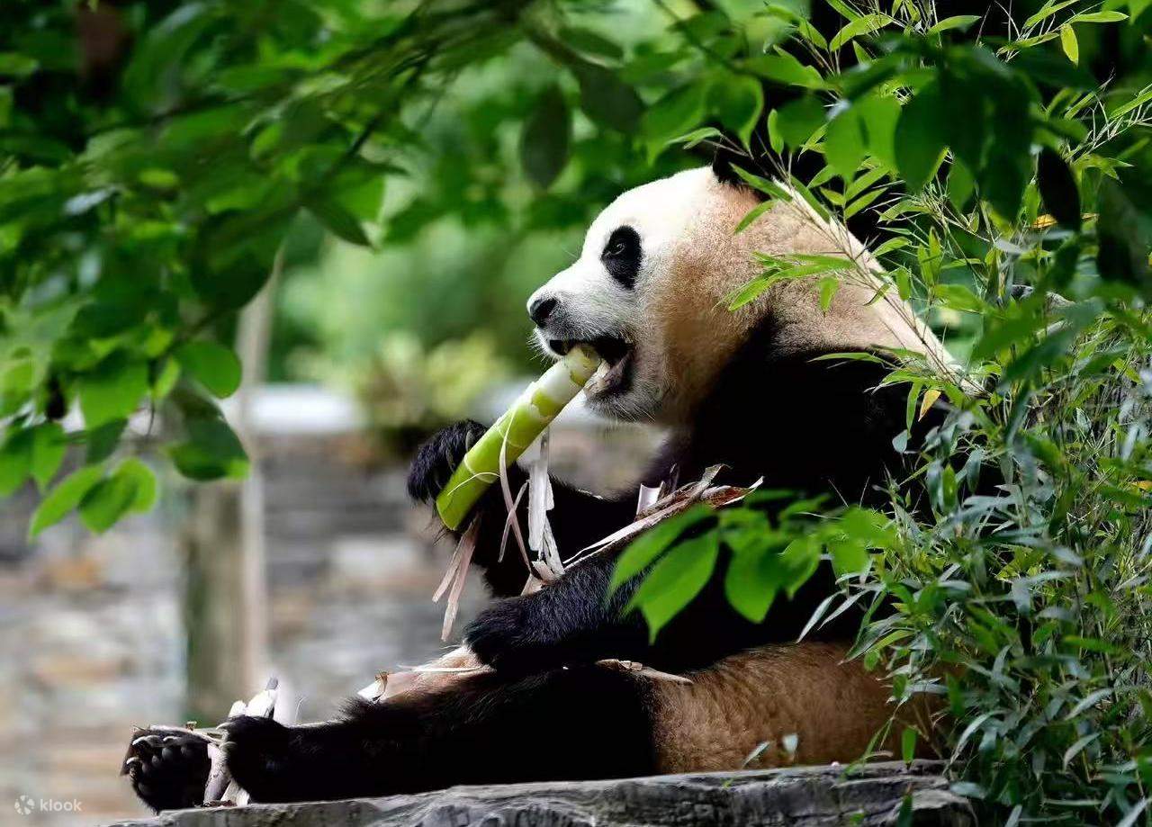 Wolong National Nature Reserve Panda Base & Dujiangyan Irrigation ...