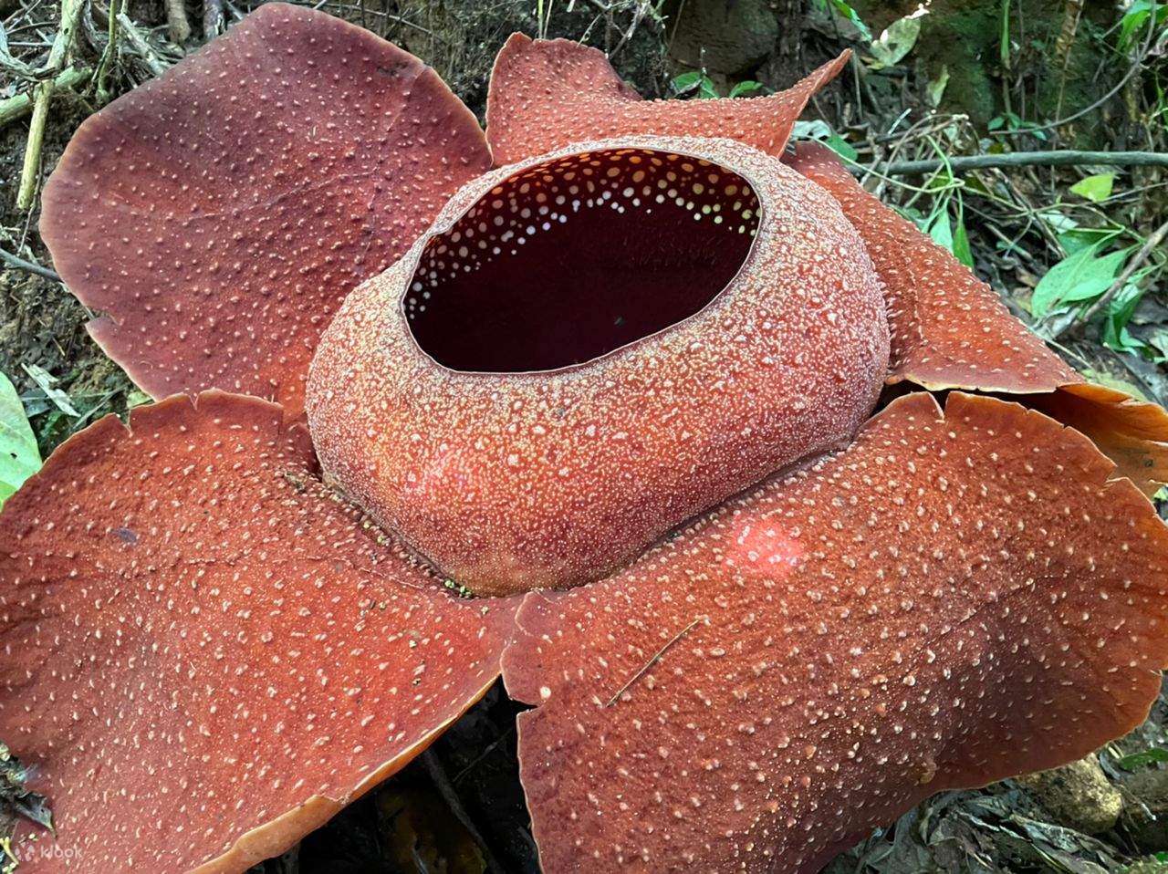 Rafflesia Half Day Trekking Trip di Cameron Highlands, Malaysia - Klook ...