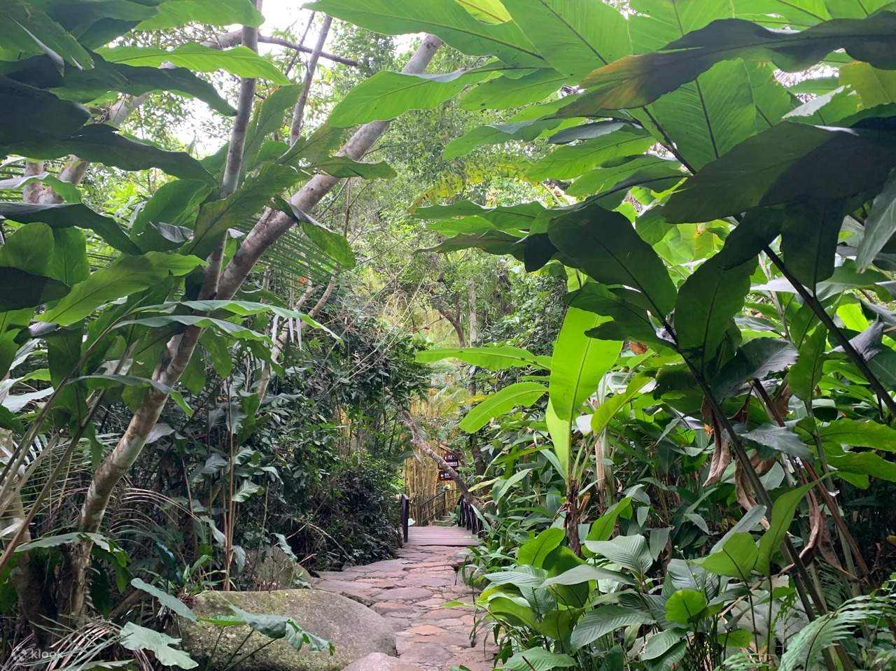 Sanya Yanoda Tropical Rainforest One-Day Tour, Rainforest Adventure Fun ...