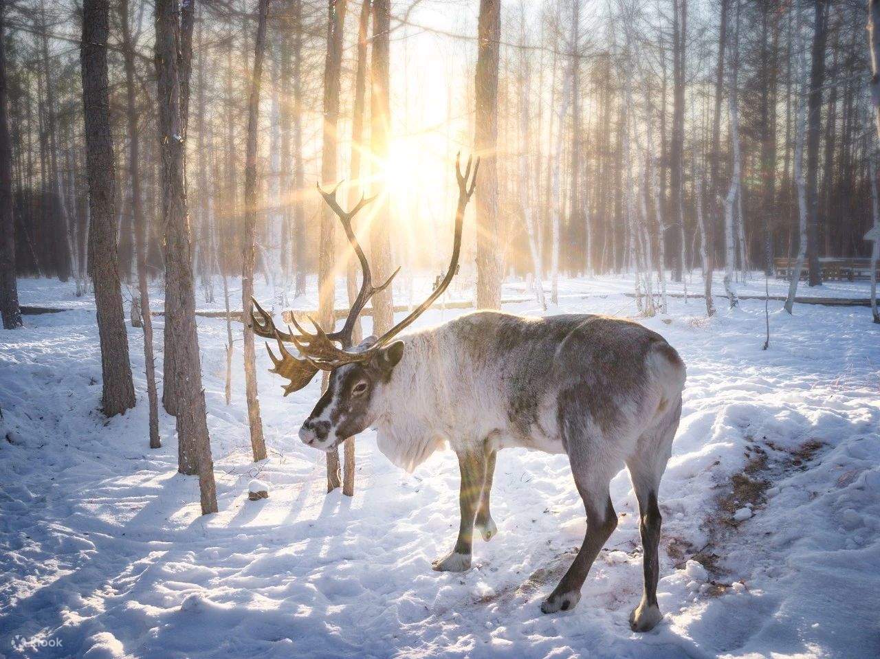 6-Day Northern Lights Tour: Harbin & Mohe, Northeast China - Klook