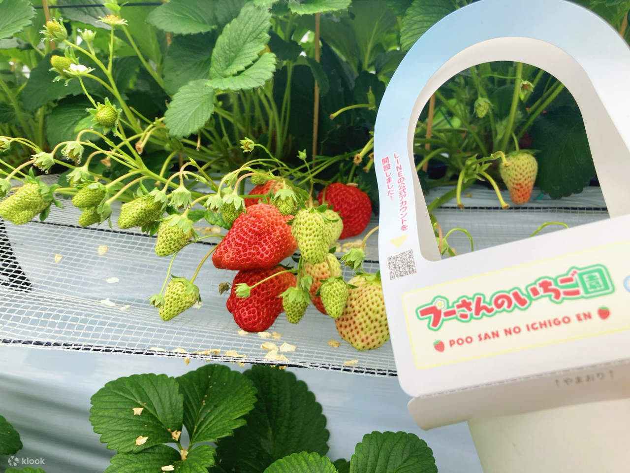 Strawberry Picking, Yanagawa, Koiki Shrine, & Dazaifu Day Tour - Klook ...