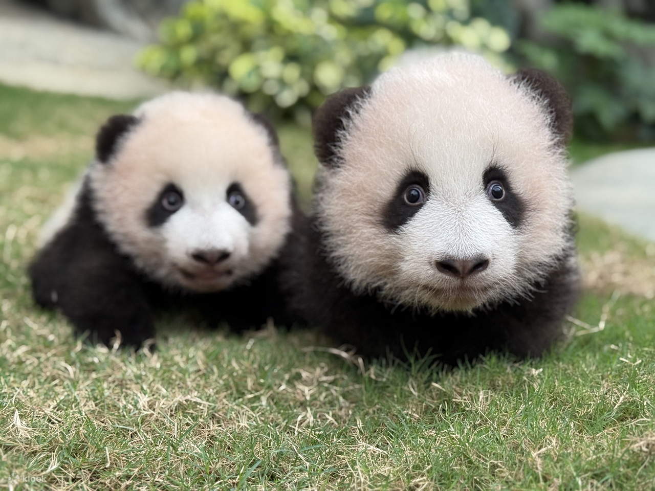 Hong Kong: Ocean Park Panda Visit Entry Ticket with Transfer - Klook ...