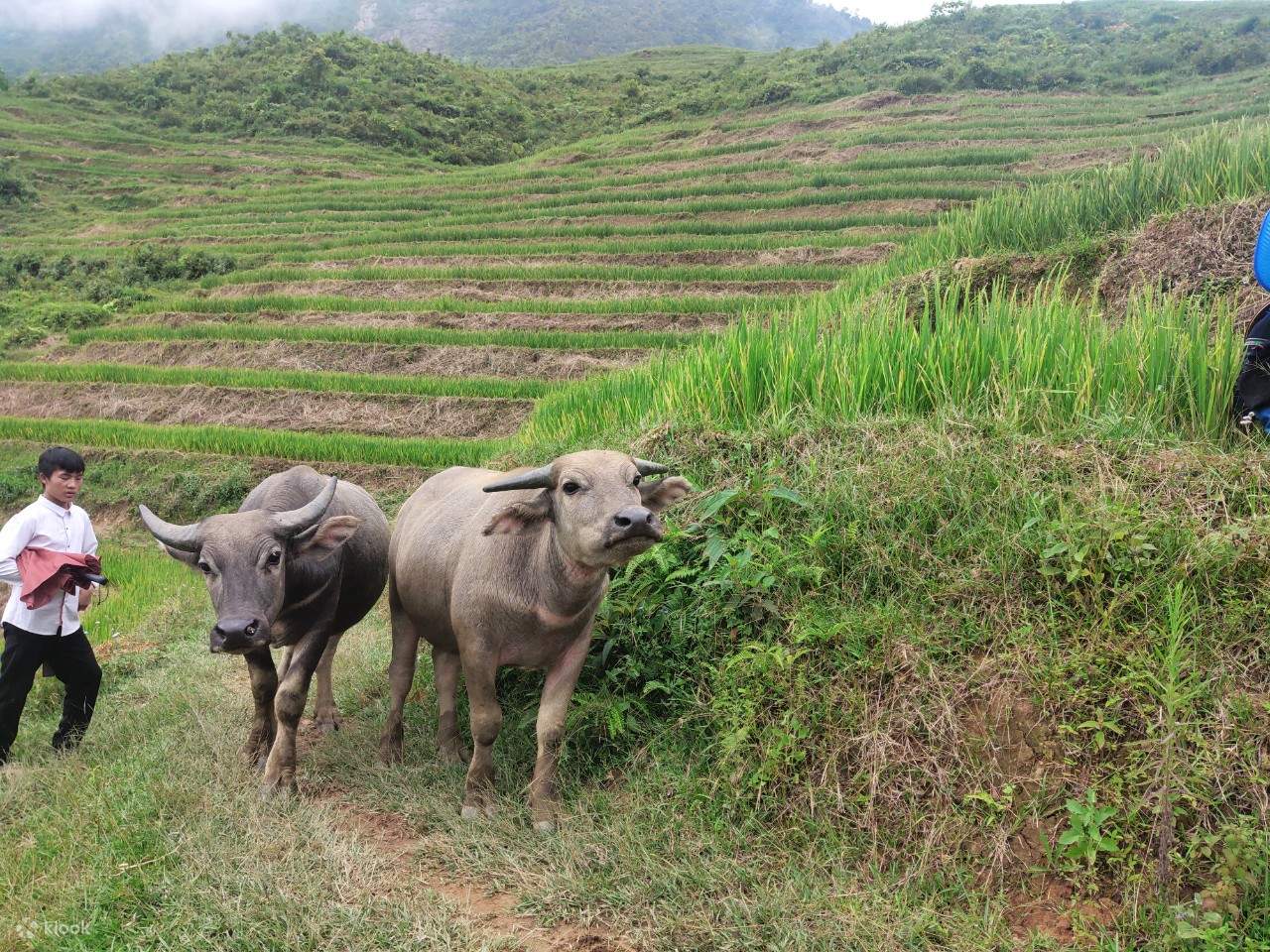 Y Linh Ho - Lao Chai - Ta Van Villa Trekking Day Tour - Klook India