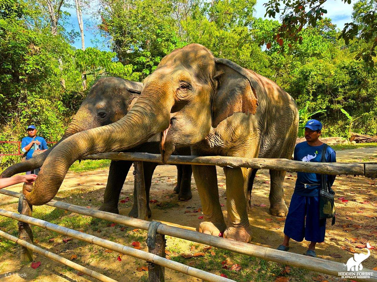 Join In Phuket Hidden Forest Elephant Reserve Sanctuary Experience in ...