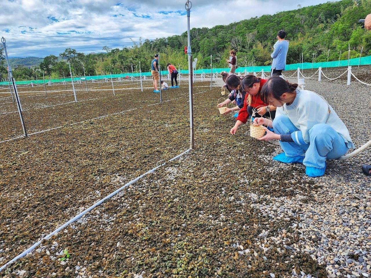 Yulai Mushroom & Algae Harvesting Experience - Klook