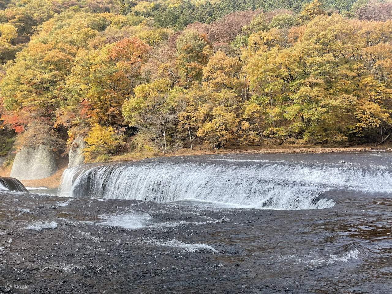Tokyo-Gunma Day Trip｜Gunma Tambara Lavender Park/Kochia Scoparia Autumn ...